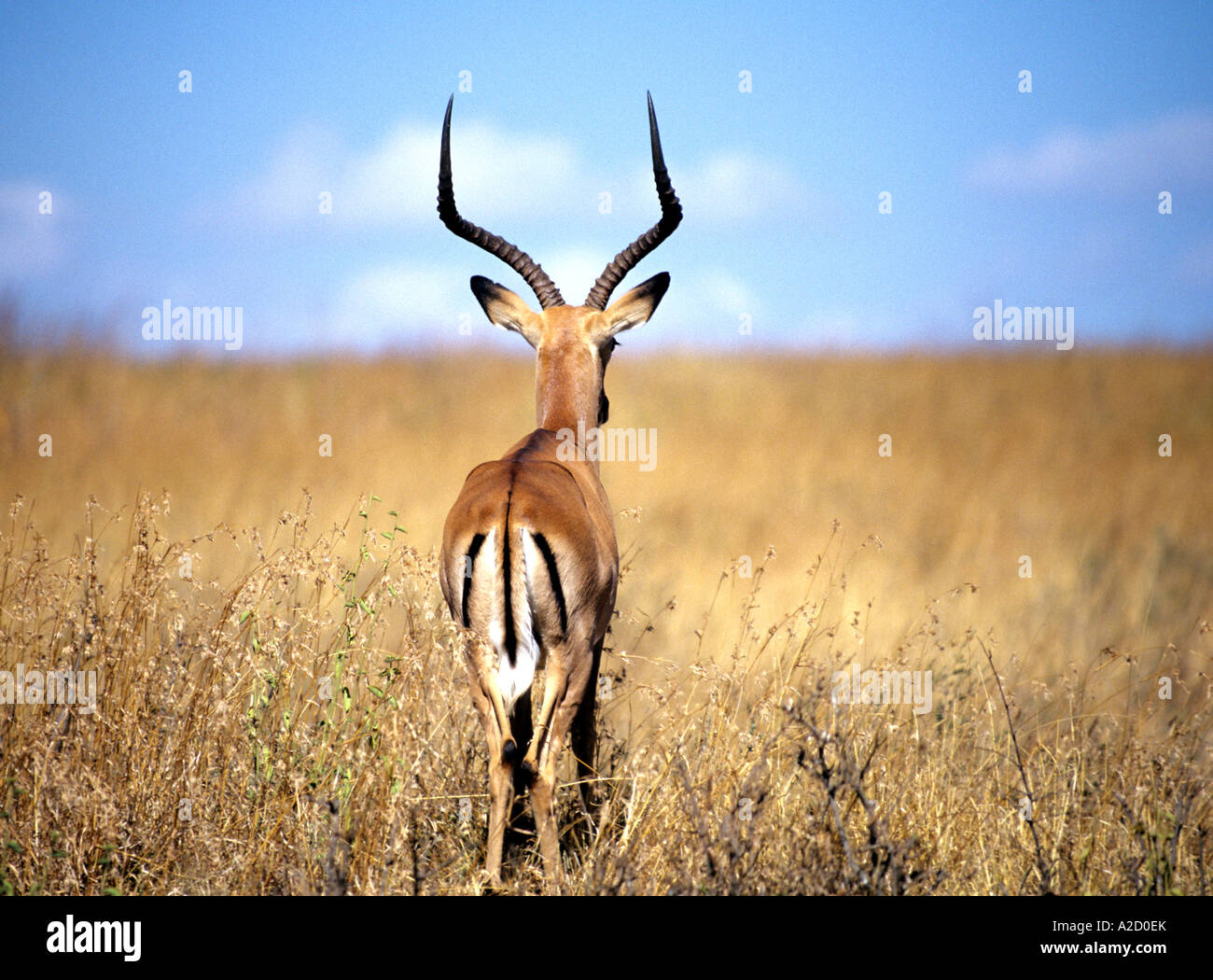 Impala Nairobi National Park Kenya Stock Photo - Alamy