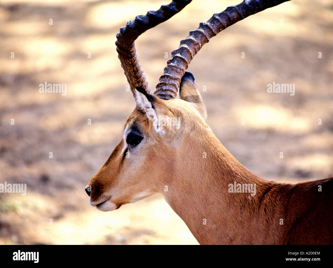 Impala Nairobi National Park Kenya Stock Photo - Alamy