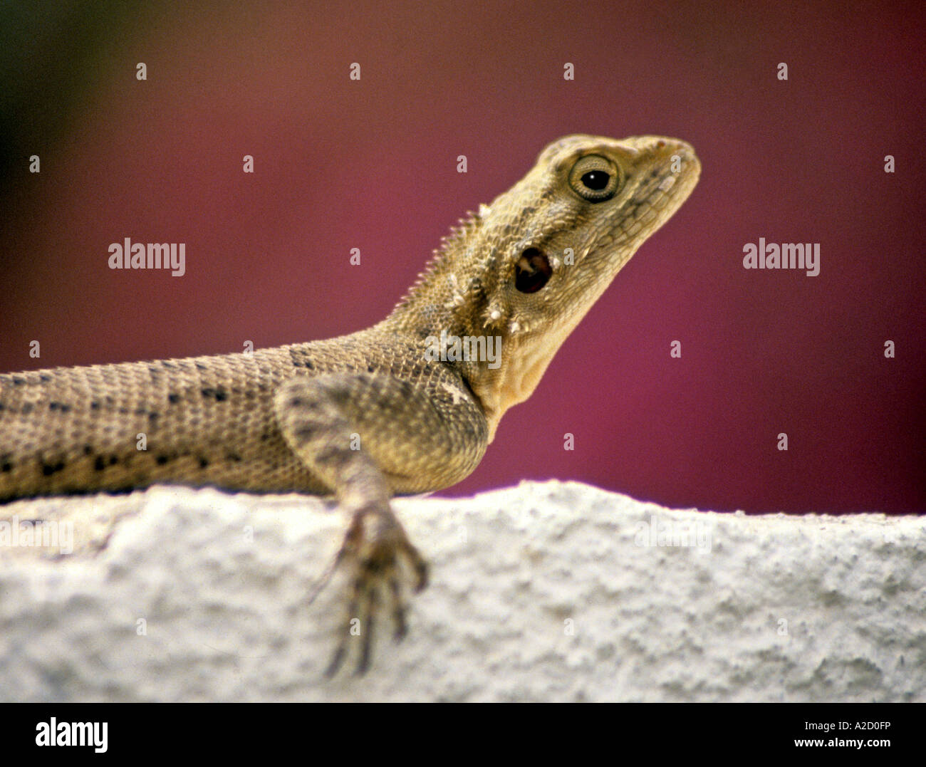 Lizards of west africa hi-res stock photography and images - Alamy