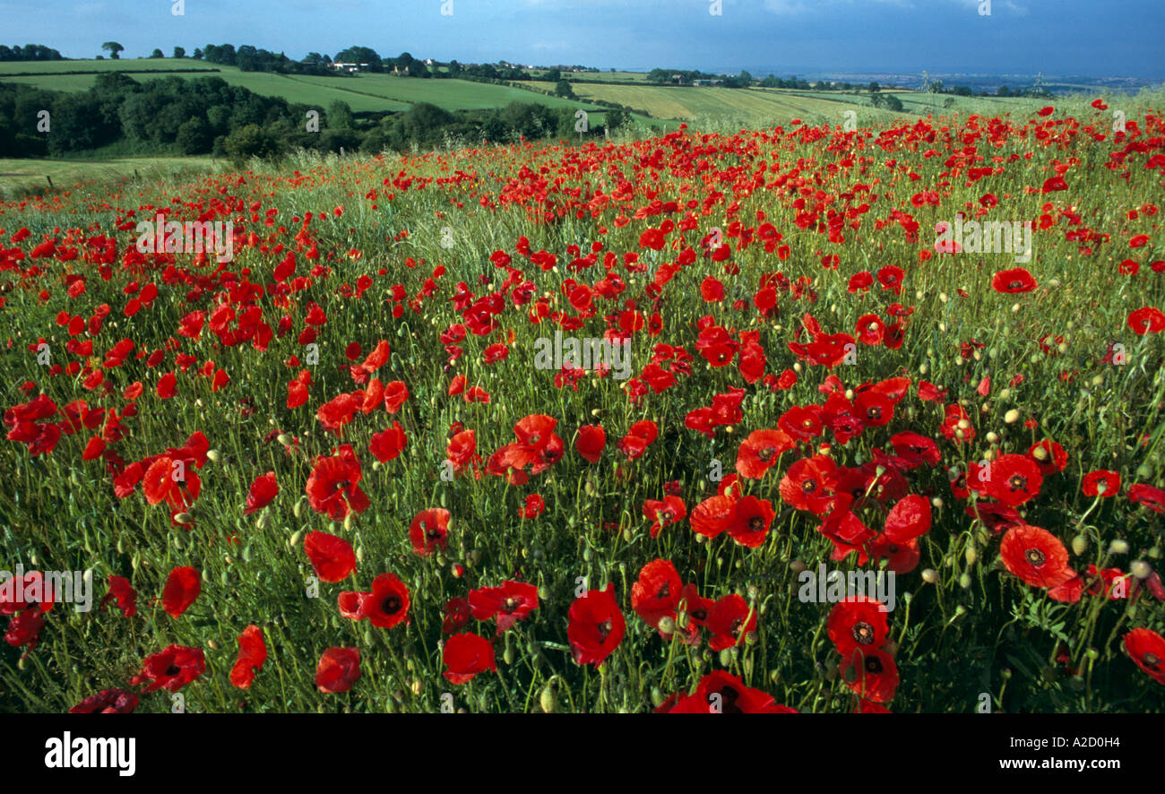 Common Poppy (Papaver rhoeas) en masse in Arable farmland Yorkshire, UK ...