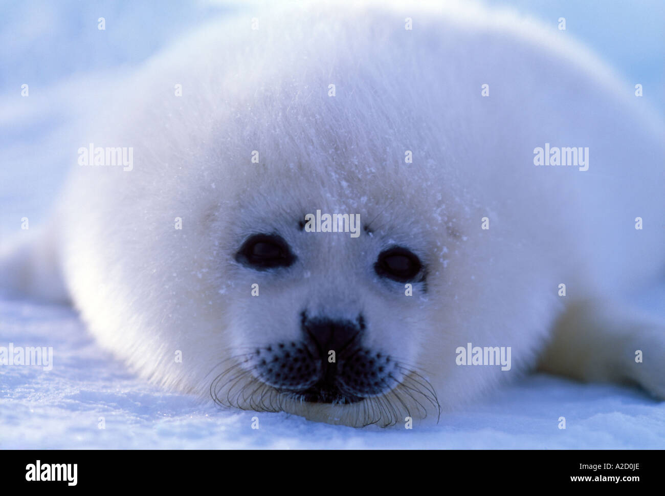 Juvenile Harp Seal Phoca Groenlandica High Resolution Stock Photography and Images - Alamy