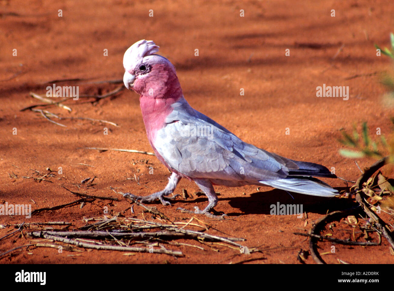 Galah Cockatoo Australia Stock Photo - Alamy