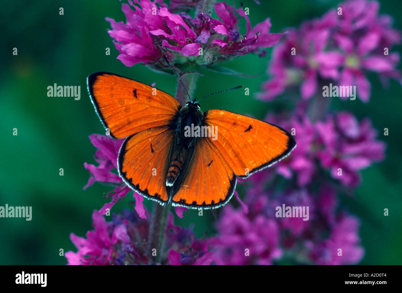 Large Copper Butterfly Lycaena dispar ssp batavus UK Stock Photo - Alamy