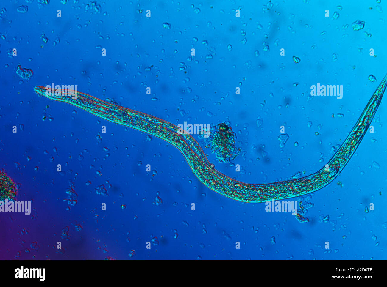 Nematode worms hi-res stock photography and images - Alamy