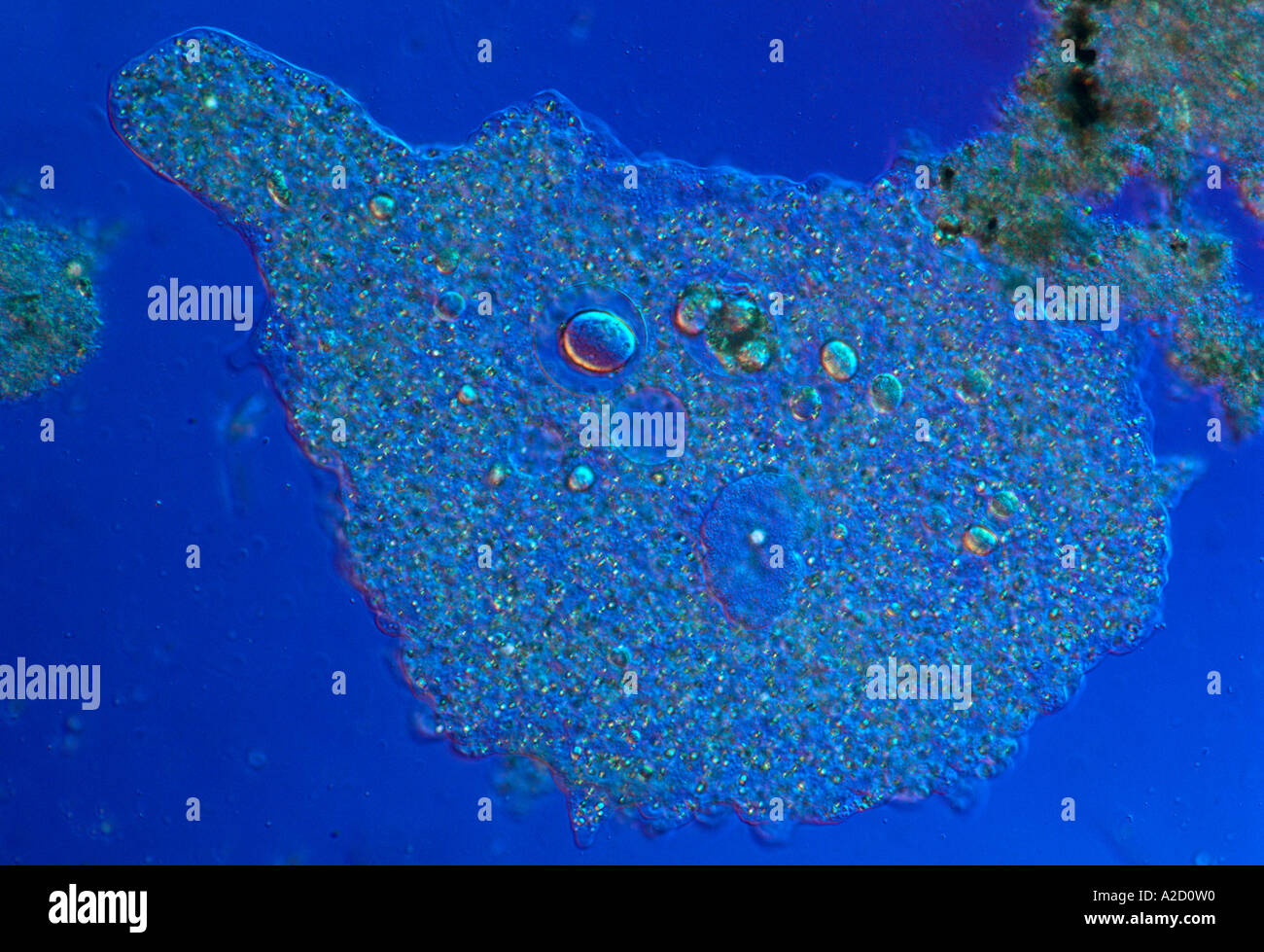 Amoeba showing internal vacuoles Amoeba sp Nomarski Illumination Stock ...