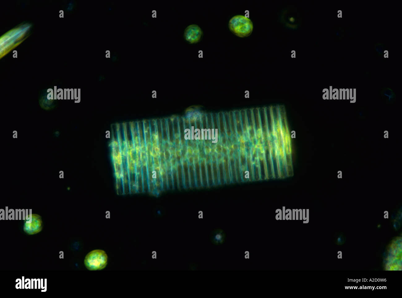 Diatom colony Fragilaria sp Darkground Illumination Stock Photo - Alamy