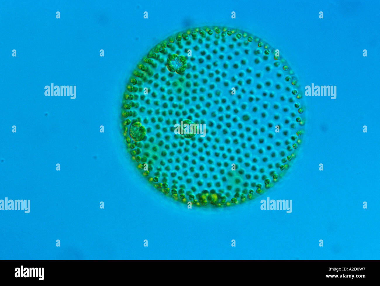 Volvox volvox sp hi-res stock photography and images - Alamy