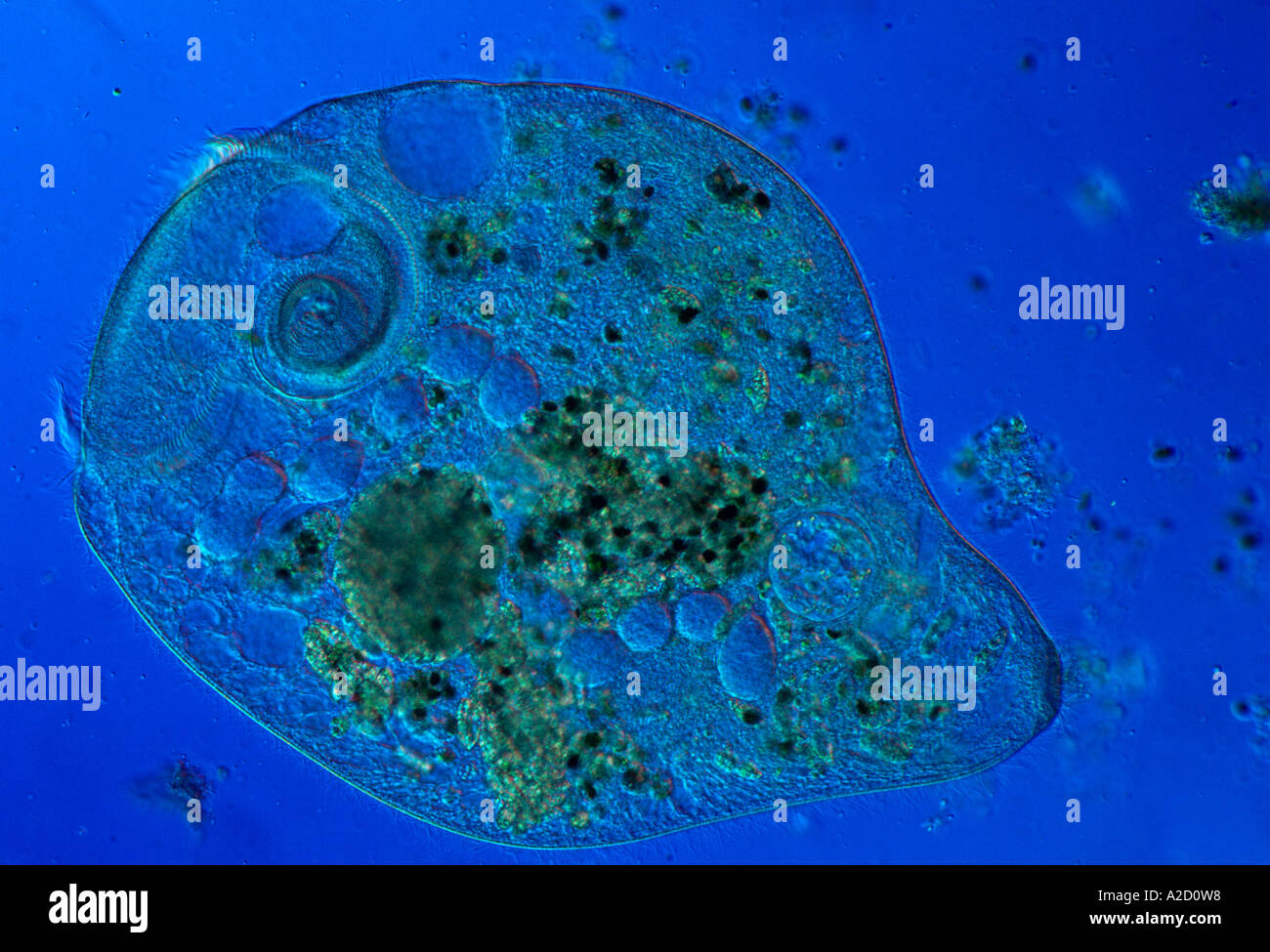 Freshwater protozoa hi-res stock photography and images - Alamy