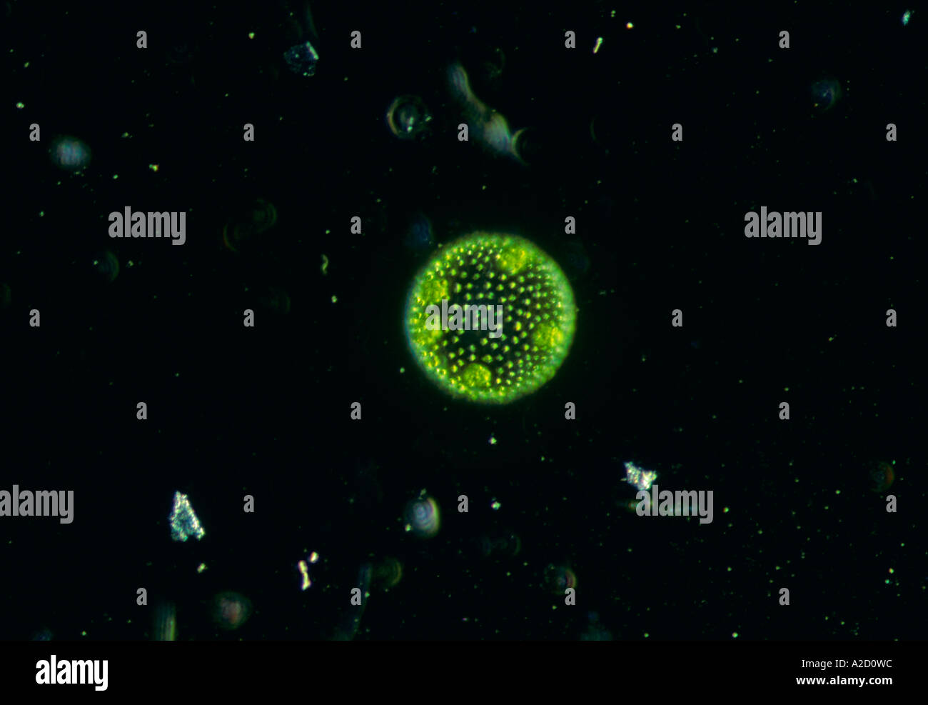 Volvox hi-res stock photography and images - Alamy