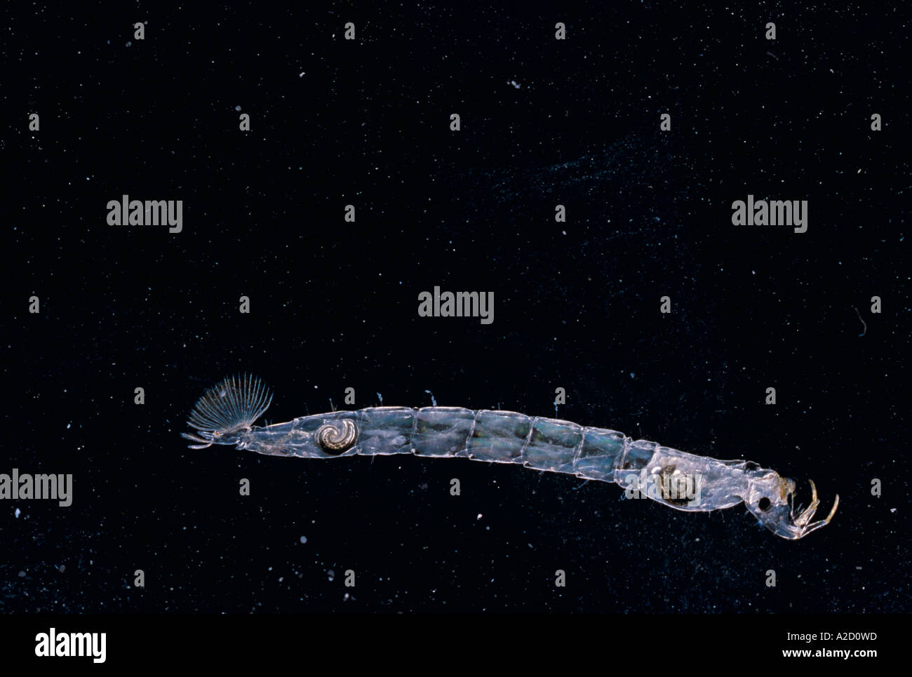 Larva of phantom midge hi-res stock photography and images - Alamy