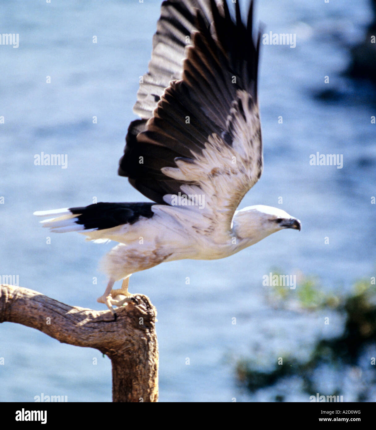 White bellied sea eagles australia hi-res stock photography and images ...