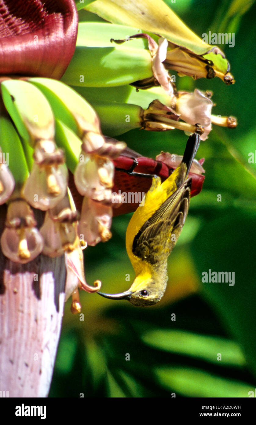 Yellow Bellied Sunbird Australia Stock Photo - Alamy