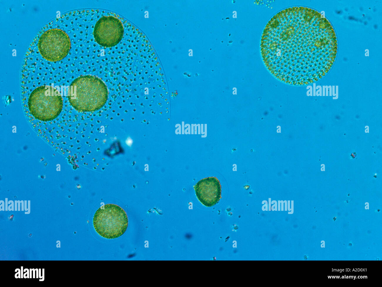 Volvox colony hi-res stock photography and images - Alamy