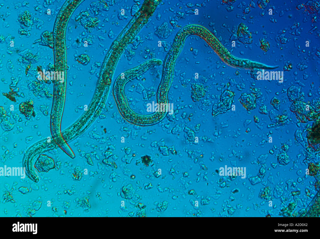 Nematode Worms High Resolution Stock Photography and Images - Alamy