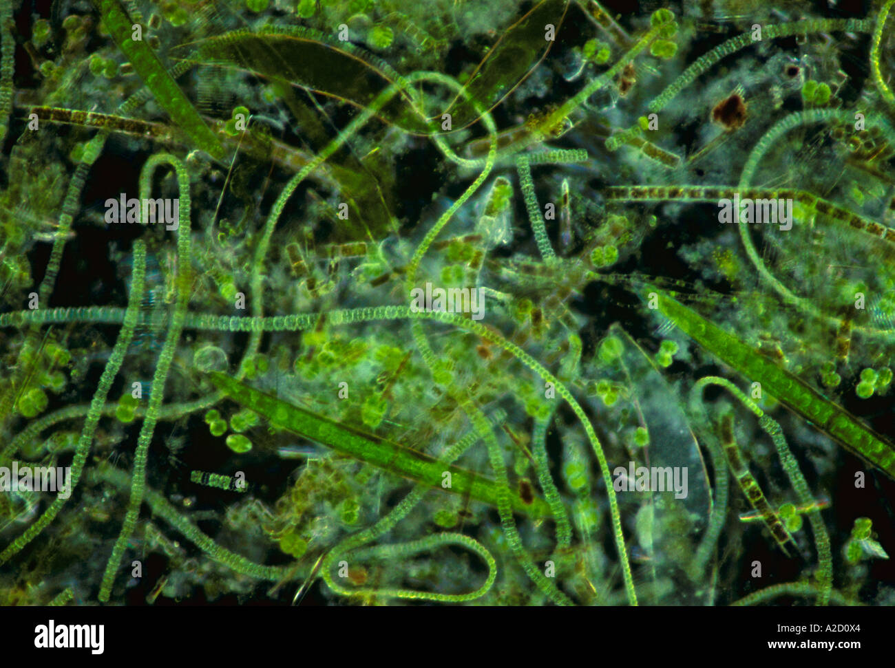 Mixed Freshwater Algae Darkground Illumination Stock Photo - Alamy