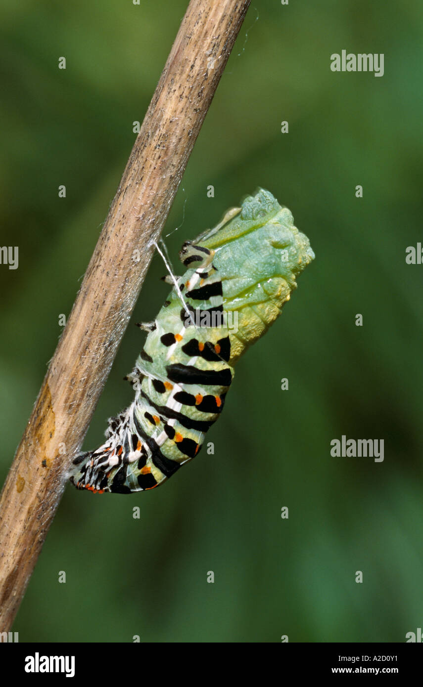 Swallowtail Butterfly Papilio machaon changing to pupa sequence number 4 UK Stock Photo - Alamy