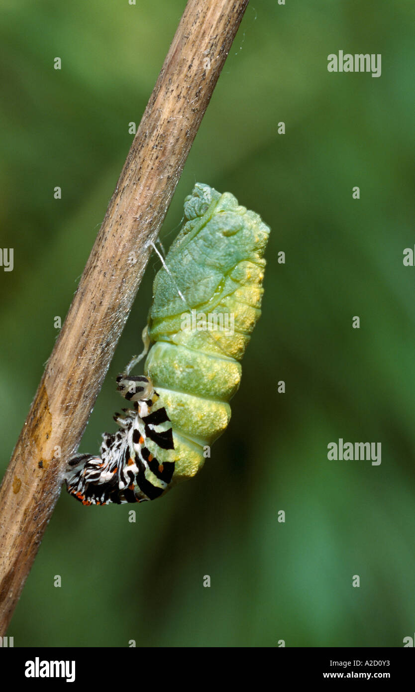 Swallowtail Butterfly Papilio machaon changing to pupa sequence number ...