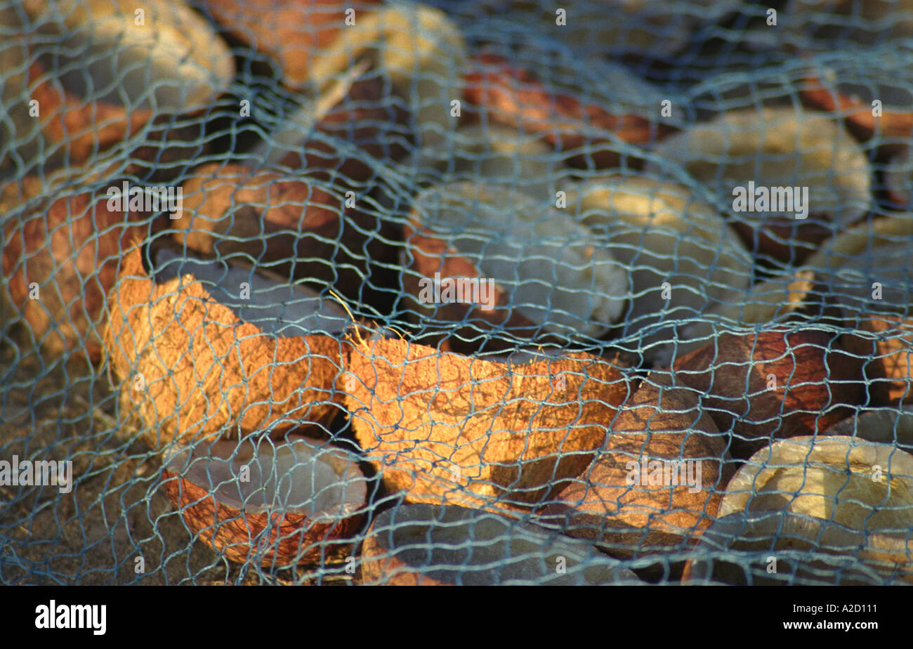 Pile of Coconut Shells on an Indian Beach Stock Photo - Alamy