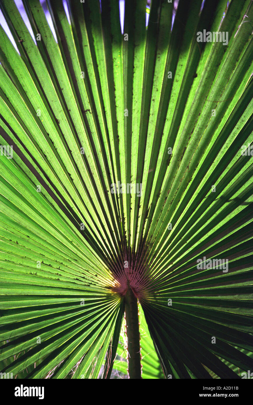 Palm Leaf, Morocco Stock Photo - Alamy