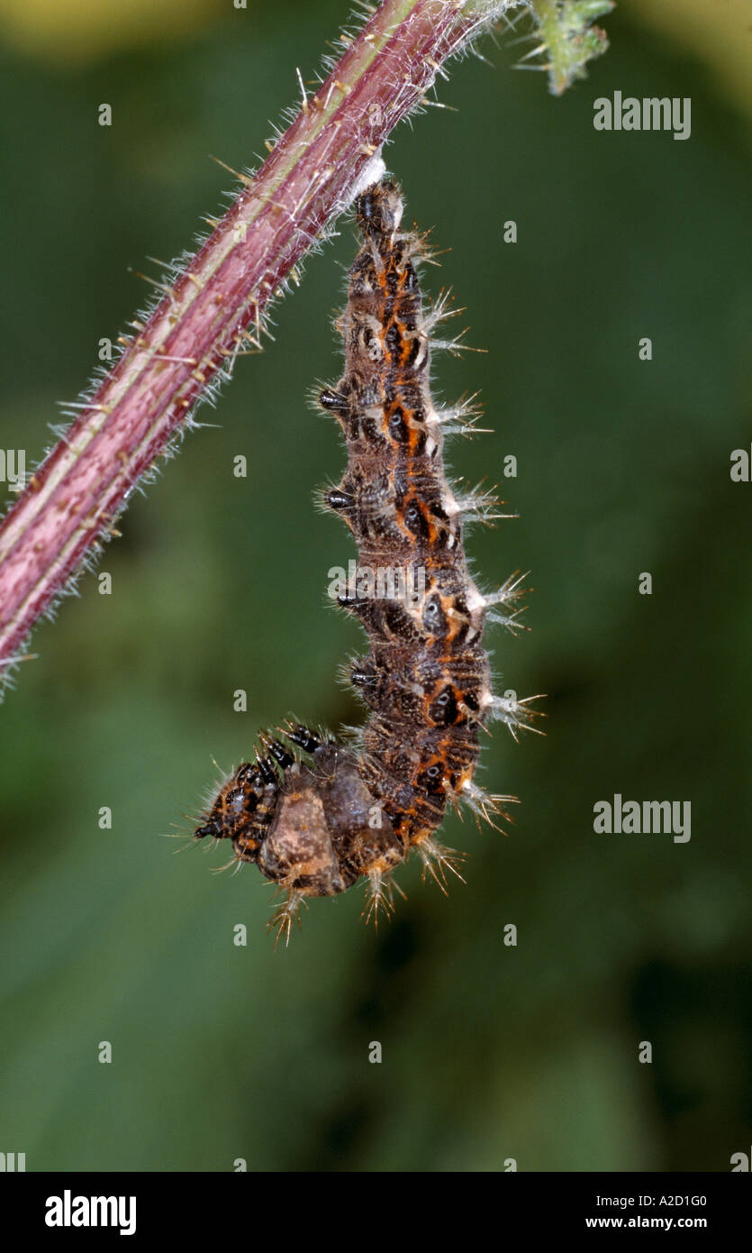 Comma Butterfly Polygonia c album just hatched from pupa UK Stock Photo ...