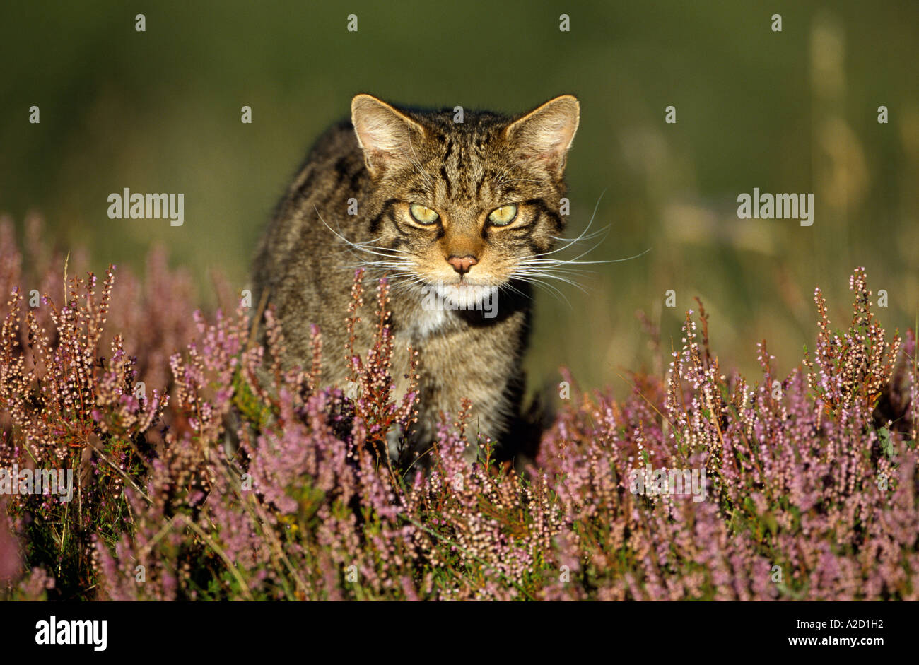 Scottish Wildcat Felis sylvestris Adult pure bred male stalking prey in ...