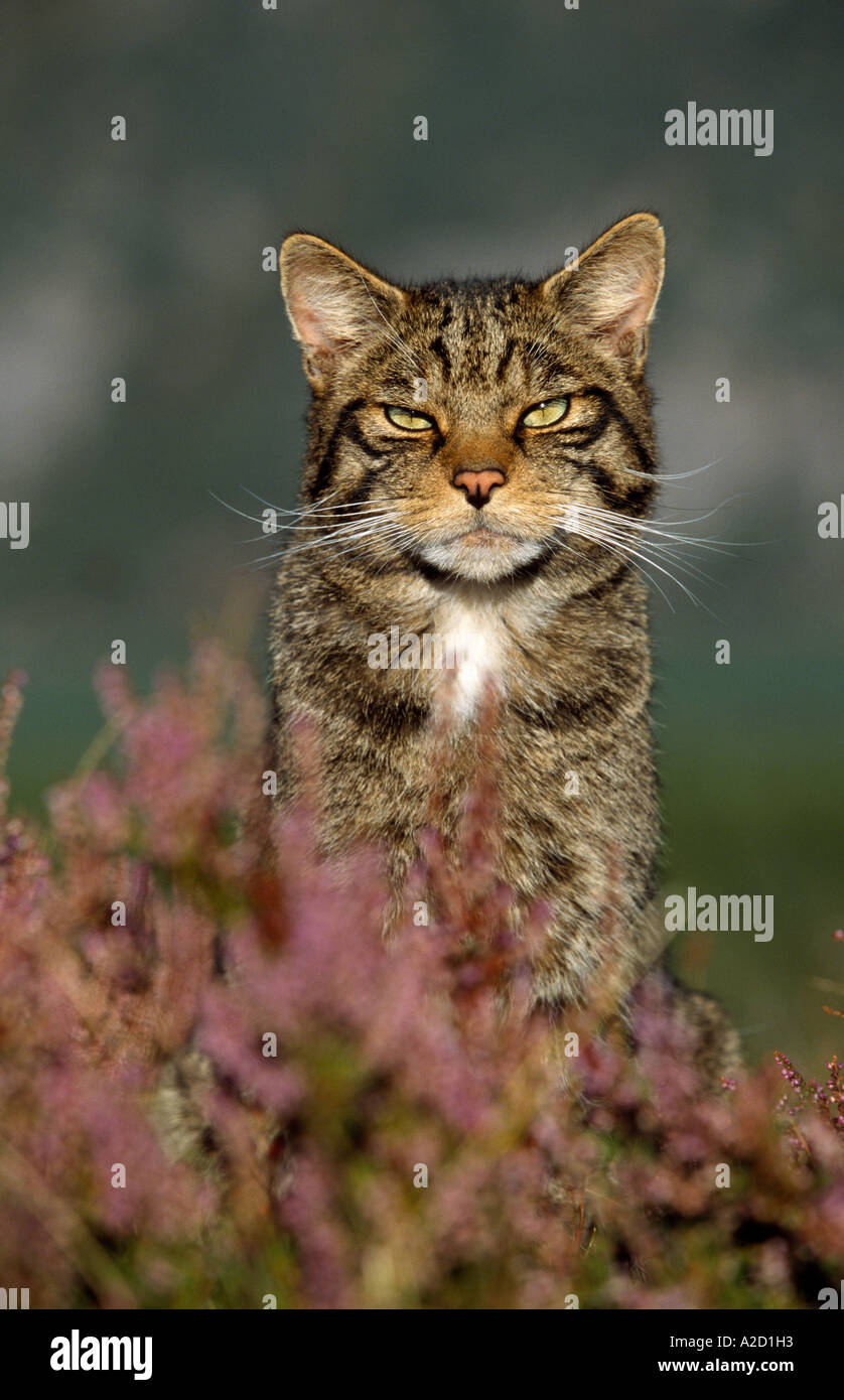 Scottish Wildcat Felis sylvestris Adult in heather Cairngorms National ...