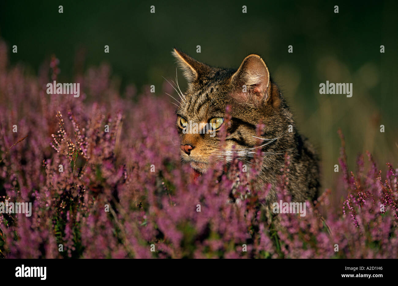 Scottish wildcat cairngorms hi-res stock photography and images - Alamy