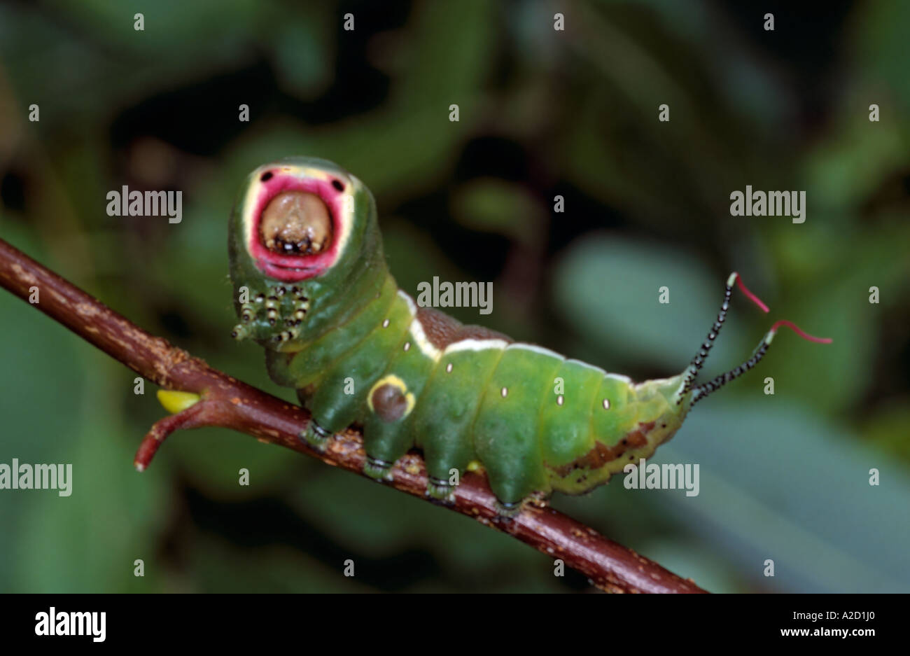 Puss Moth Larvae Cerura vinula UK Stock Photo - Alamy