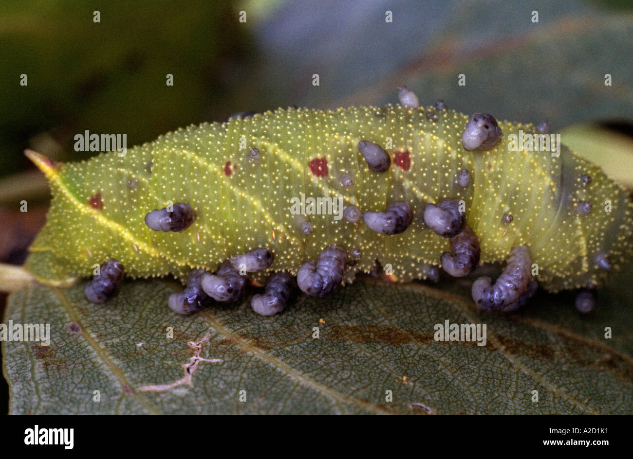 Parasite larvae emerging out of a Poplar Hawkmoth Larvae Laothoe populi ...