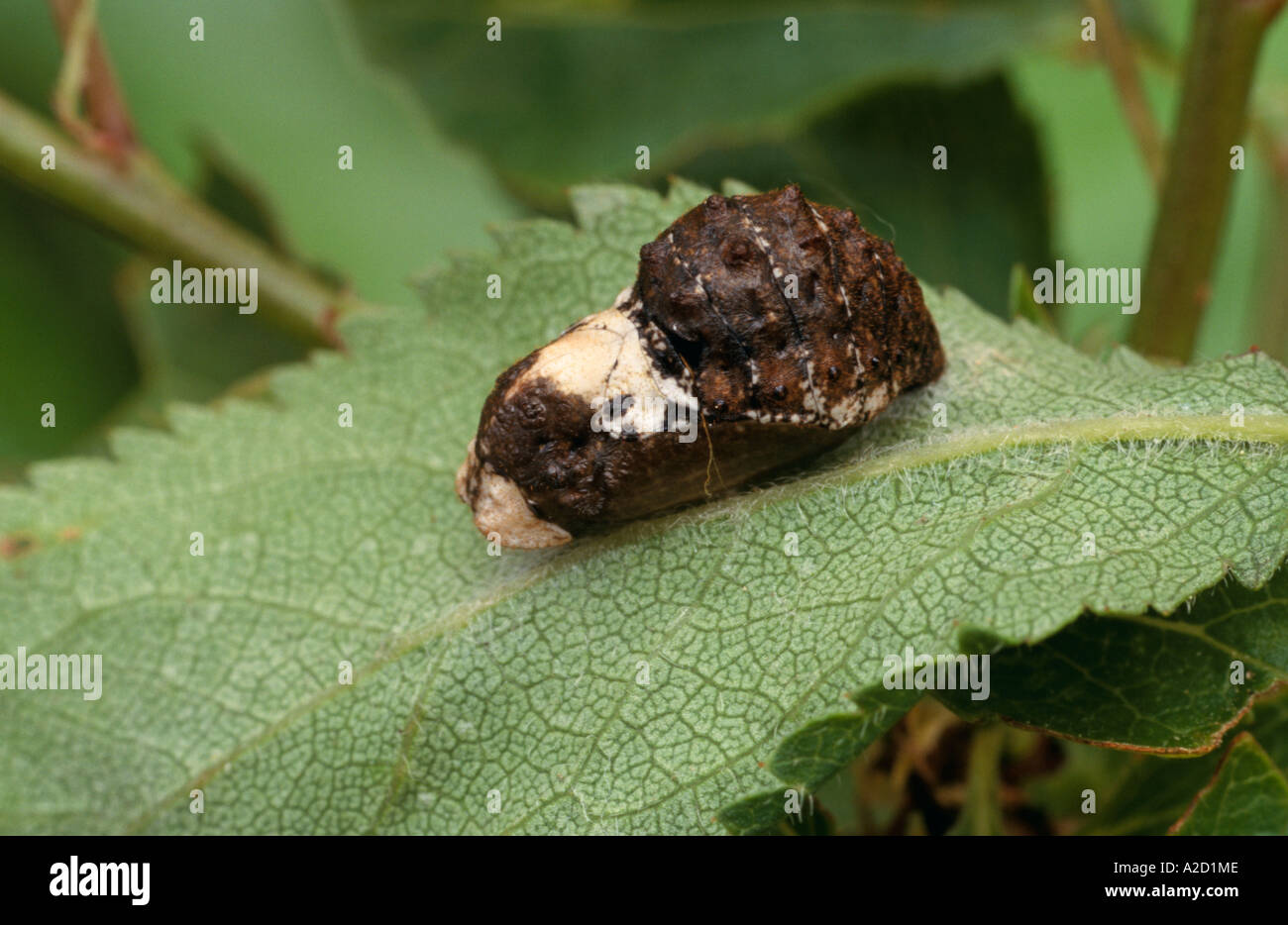 Black Hairstreak Butterfly Strymonidia pruni Larvae UK Stock Photo - Alamy