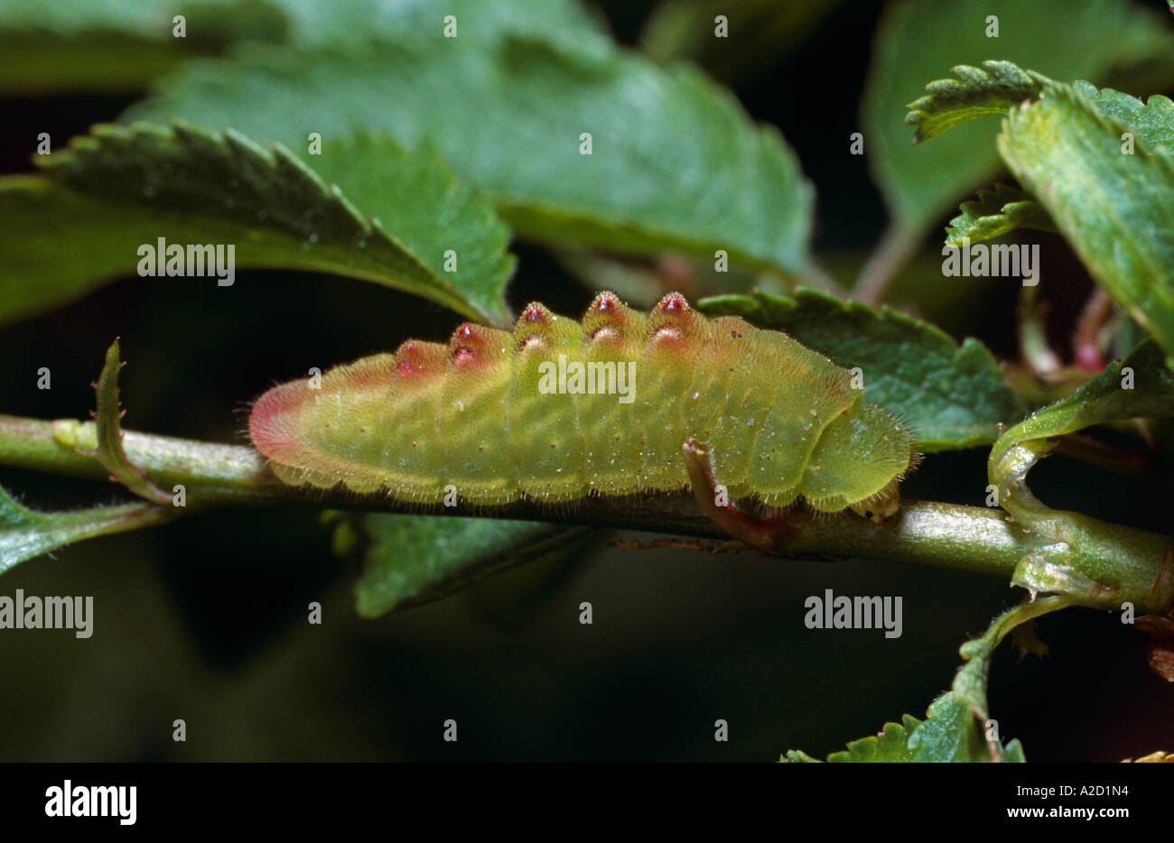 Black Hairstreak Butterfly Strymonidia pruni Larvae UK Stock Photo - Alamy