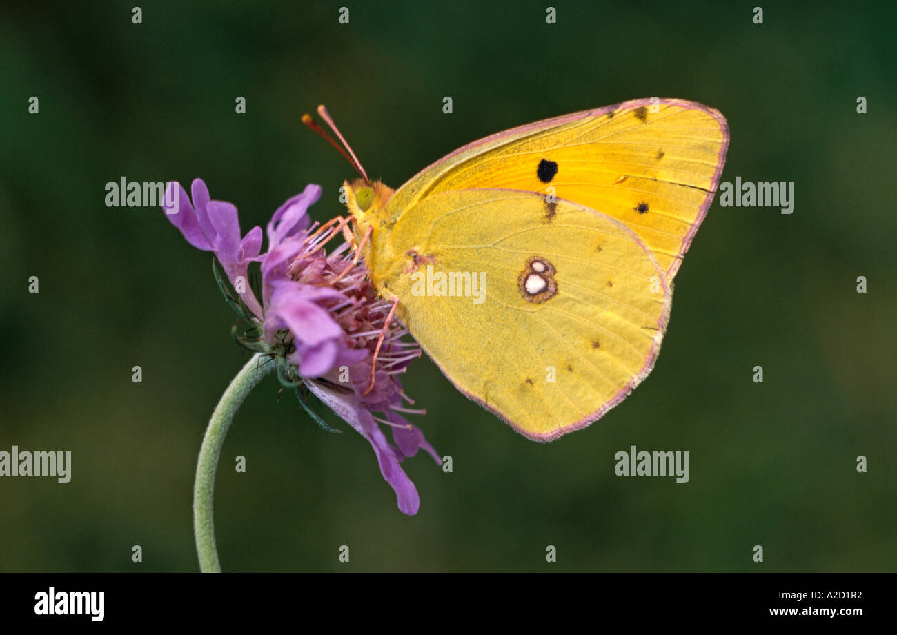 Clouded Yellow (Colias croceus) on flower head, UK Stock Photo - Alamy