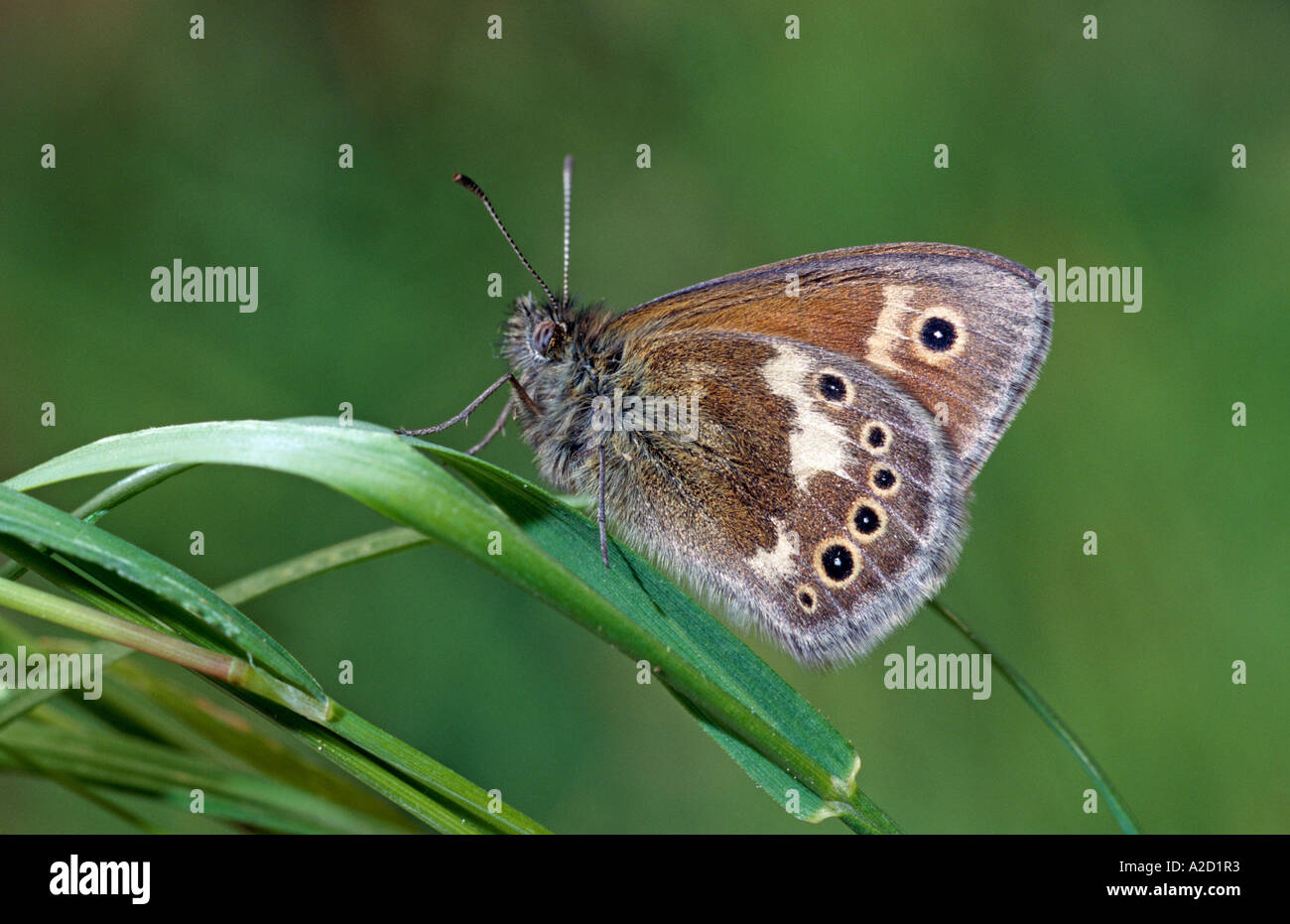 Large Heath Butterfly (Coenonympha tullia ssp. davus) UK Stock Photo ...