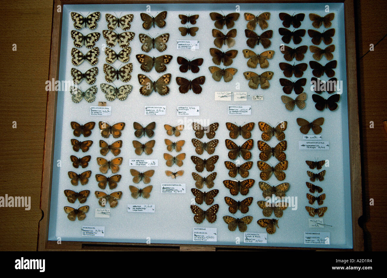 Historic Butterfly Collection in Museum, UK Stock Photo - Alamy