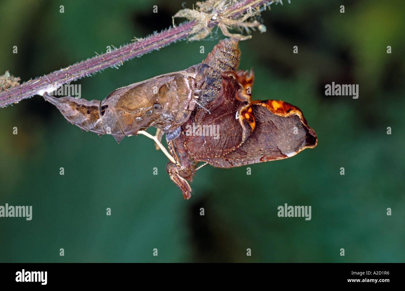 Comma Butterfly (Polygonia comma-album) emerging from pupa, UK Stock ...
