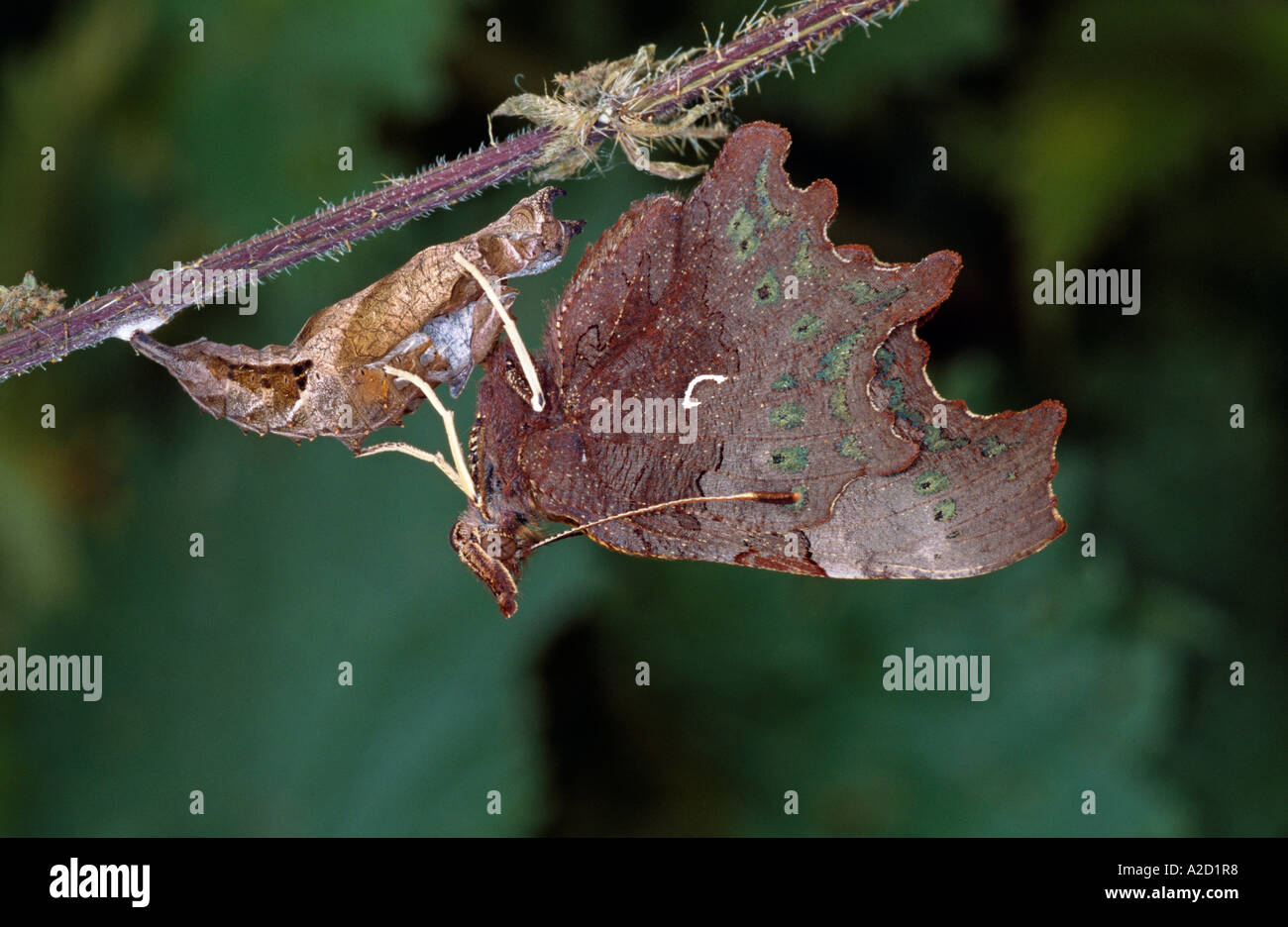 Comma Butterfly (Polygonia comma-album) emerging from pupa, UK Stock ...