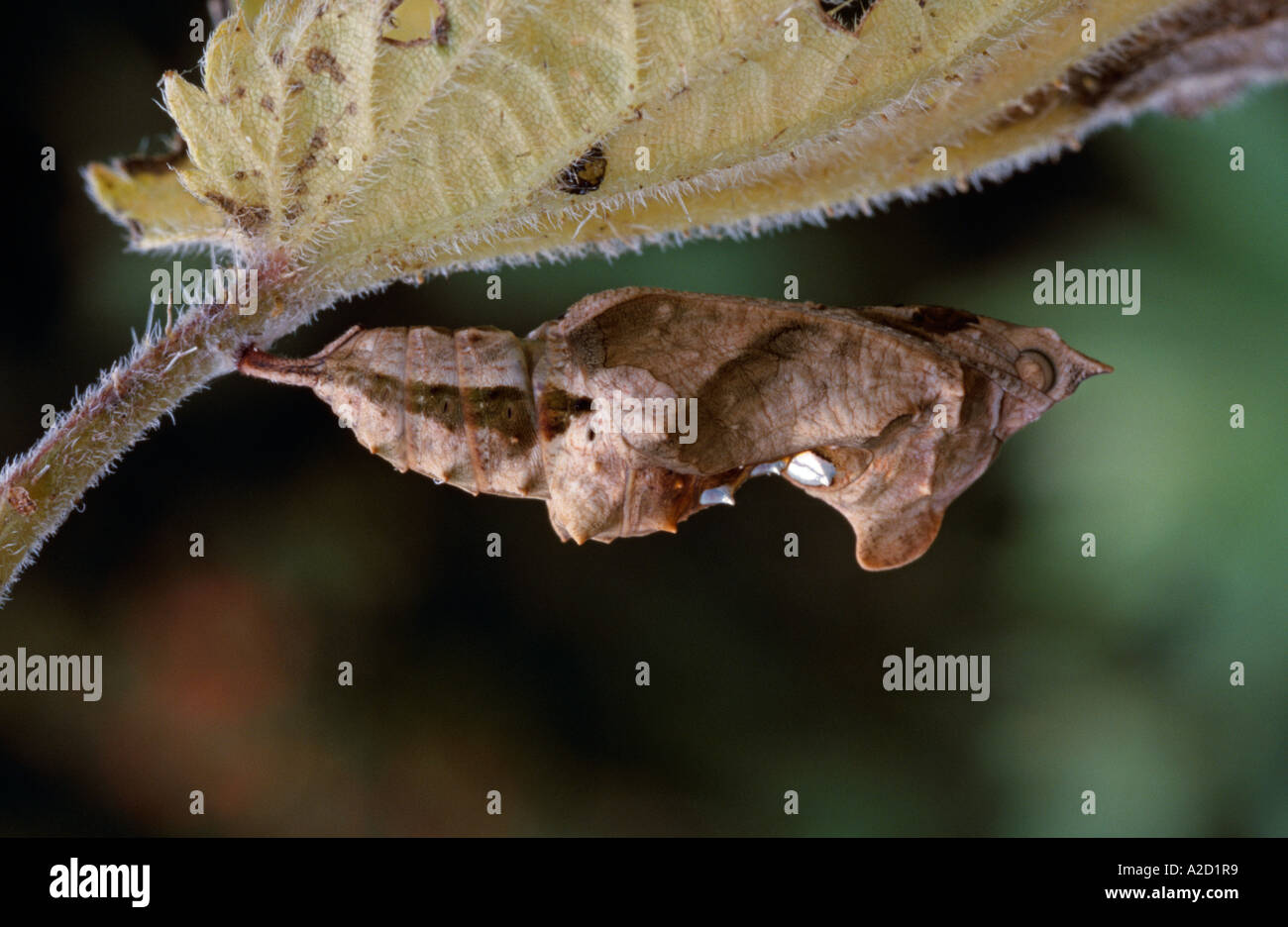 Comma Butterfly (Polygonia comma-album) emerging from pupa, UK Stock ...