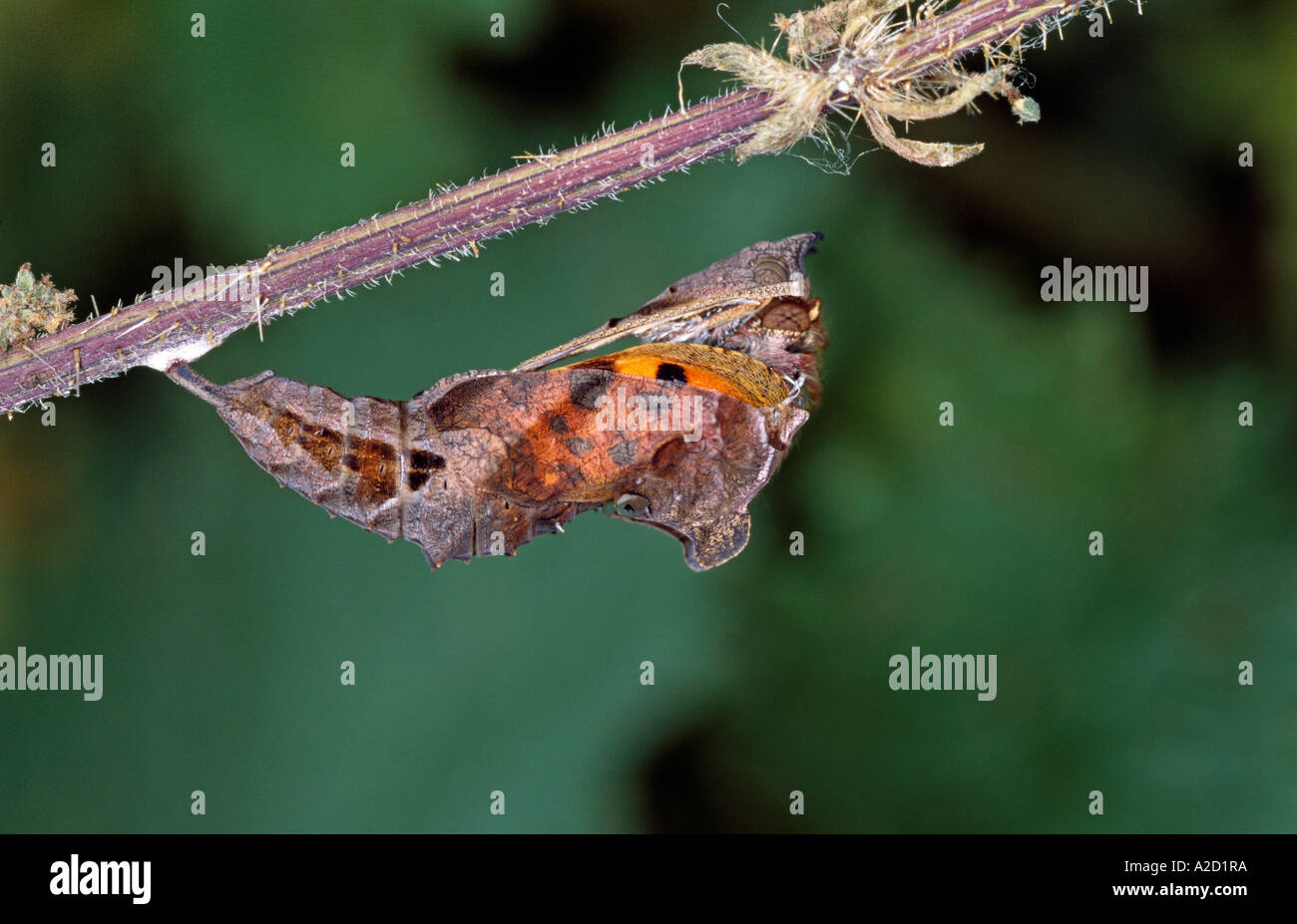 Comma Butterfly (Polygonia comma-album) emerging from pupa, UK Stock ...