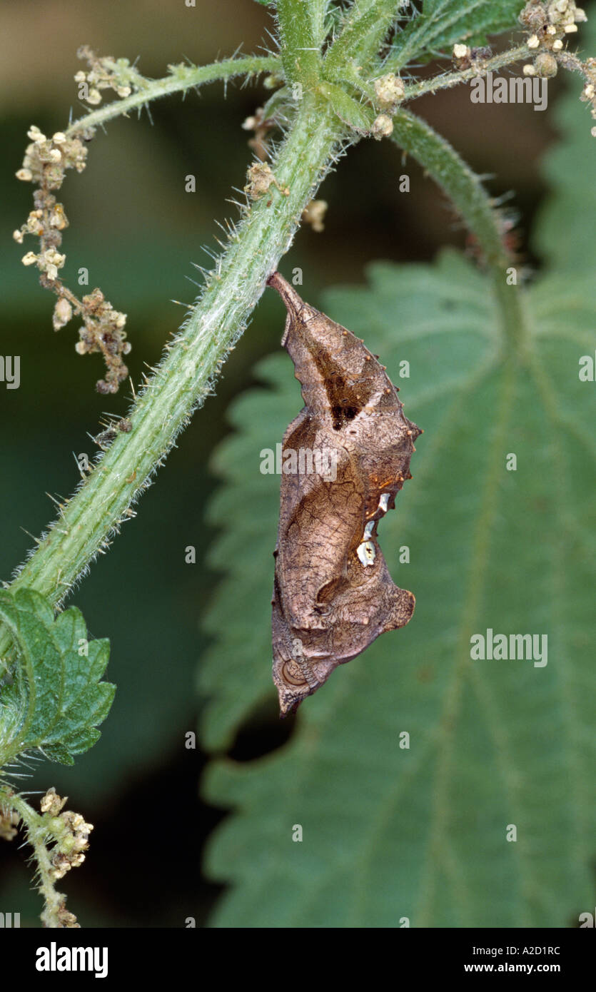 Comma Butterfly (Polygonia comma-album) pupa, UK Stock Photo - Alamy