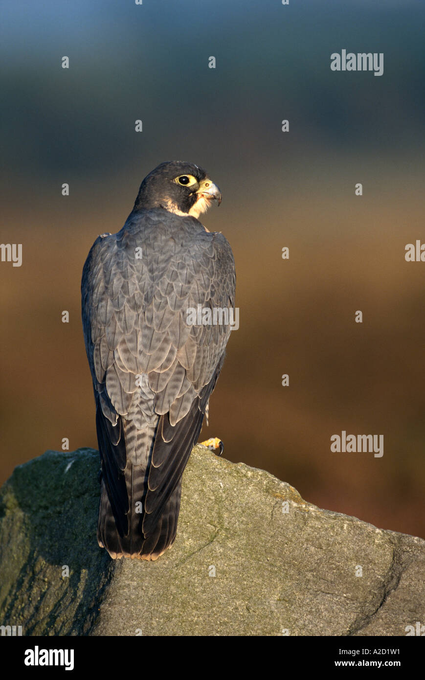 Peregrine Falcon (Falco peregrinus) perched on rock, back view ...