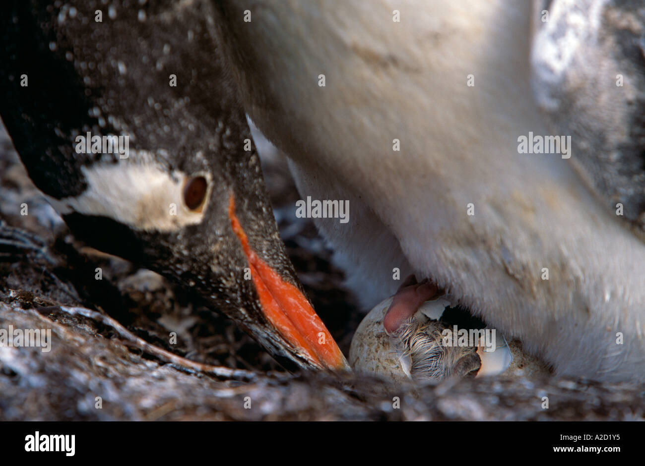 Penguin egg hatching hi-res stock photography and images - Alamy