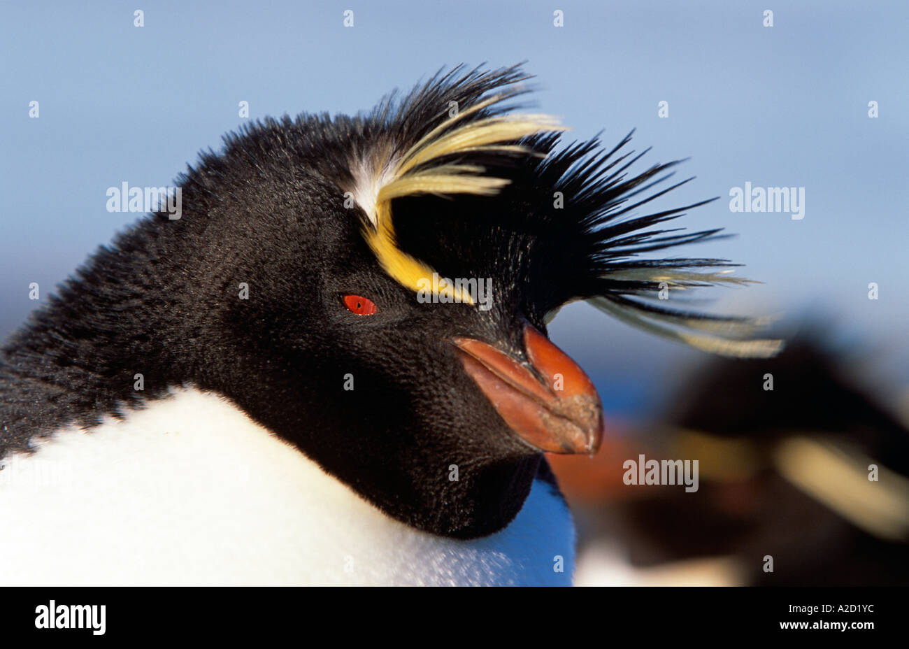 Spiky hair bird hi-res stock photography and images - Alamy