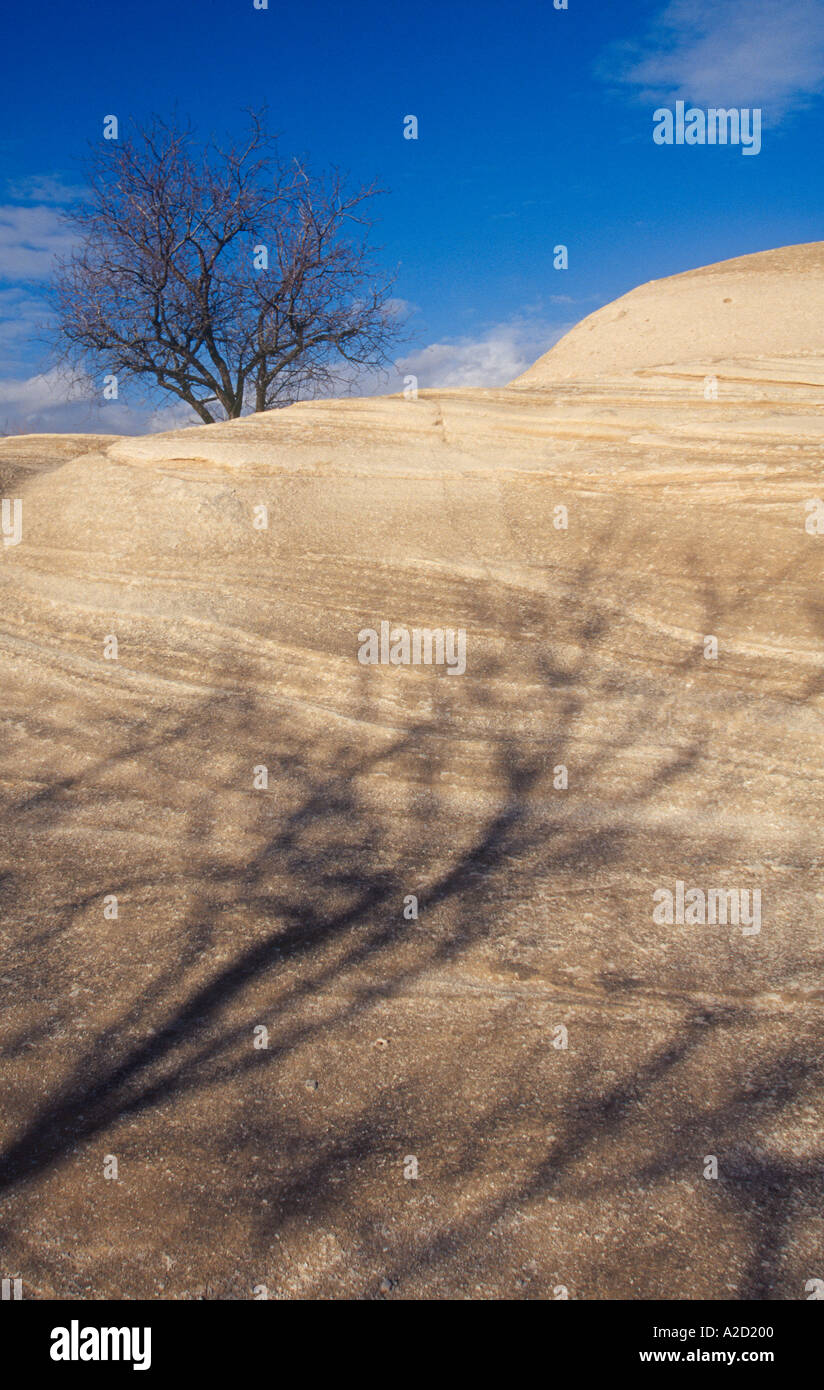 Tree and shadow Stock Photo - Alamy