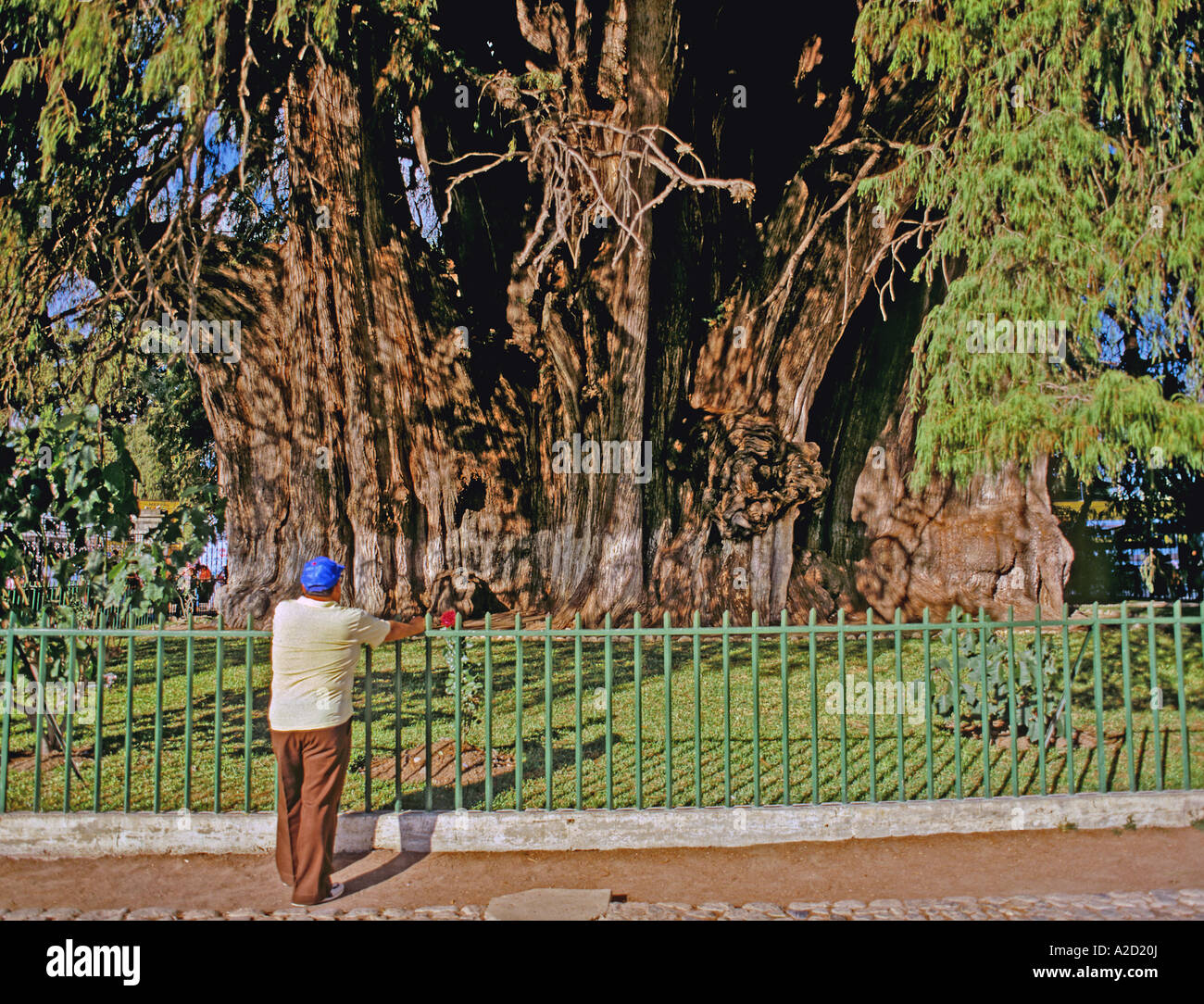 El Tule Oaxaca State Mexico Stock Photo - Alamy