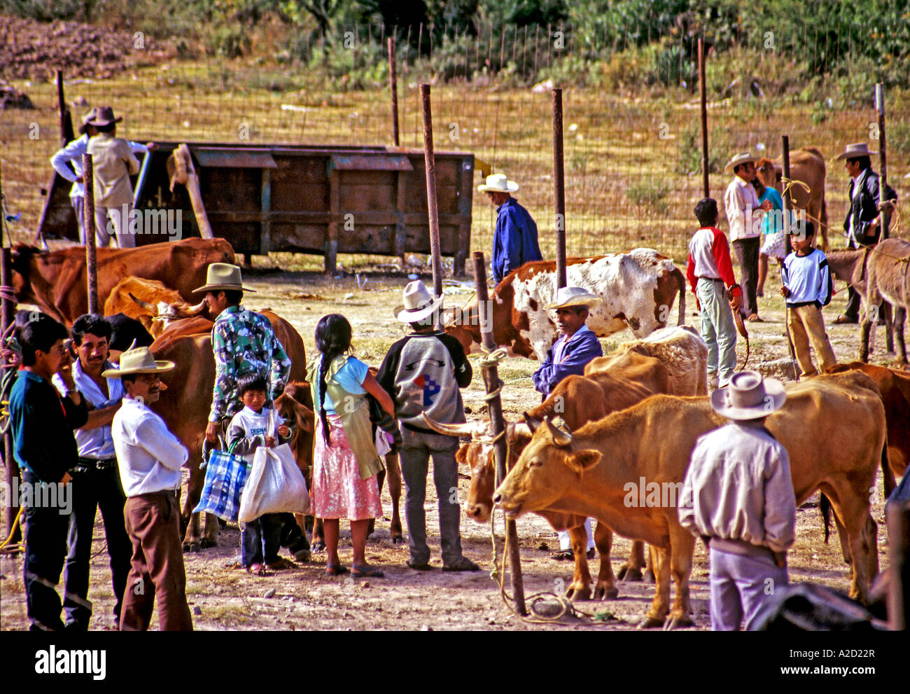 Rural cattle market Oaxaca State Mexico Stock Photo - Alamy