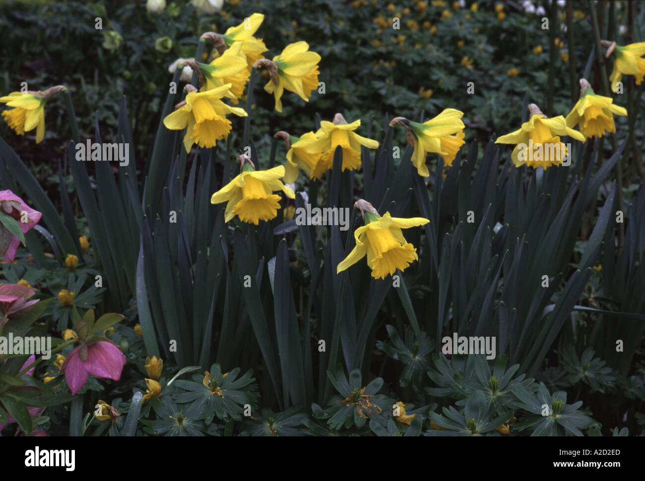 Narcissus Rinjvelds early sensation daffodil Stock Photo - Alamy