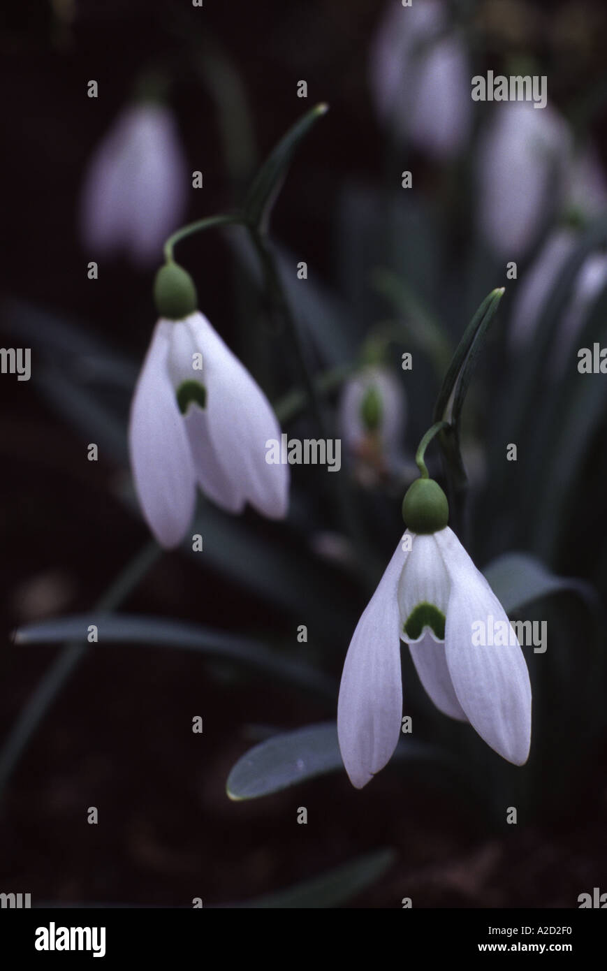 The mighty atom hi-res stock photography and images - Alamy