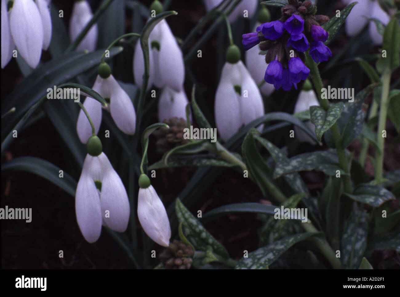 Galanthus Mighty Atom snowdrop Stock Photo - Alamy