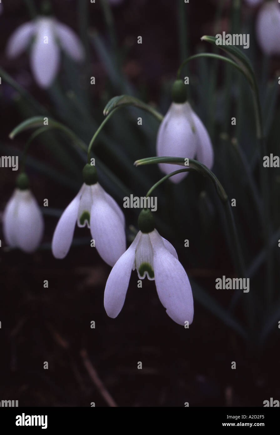 Galanthus benton magnet hi-res stock photography and images - Alamy