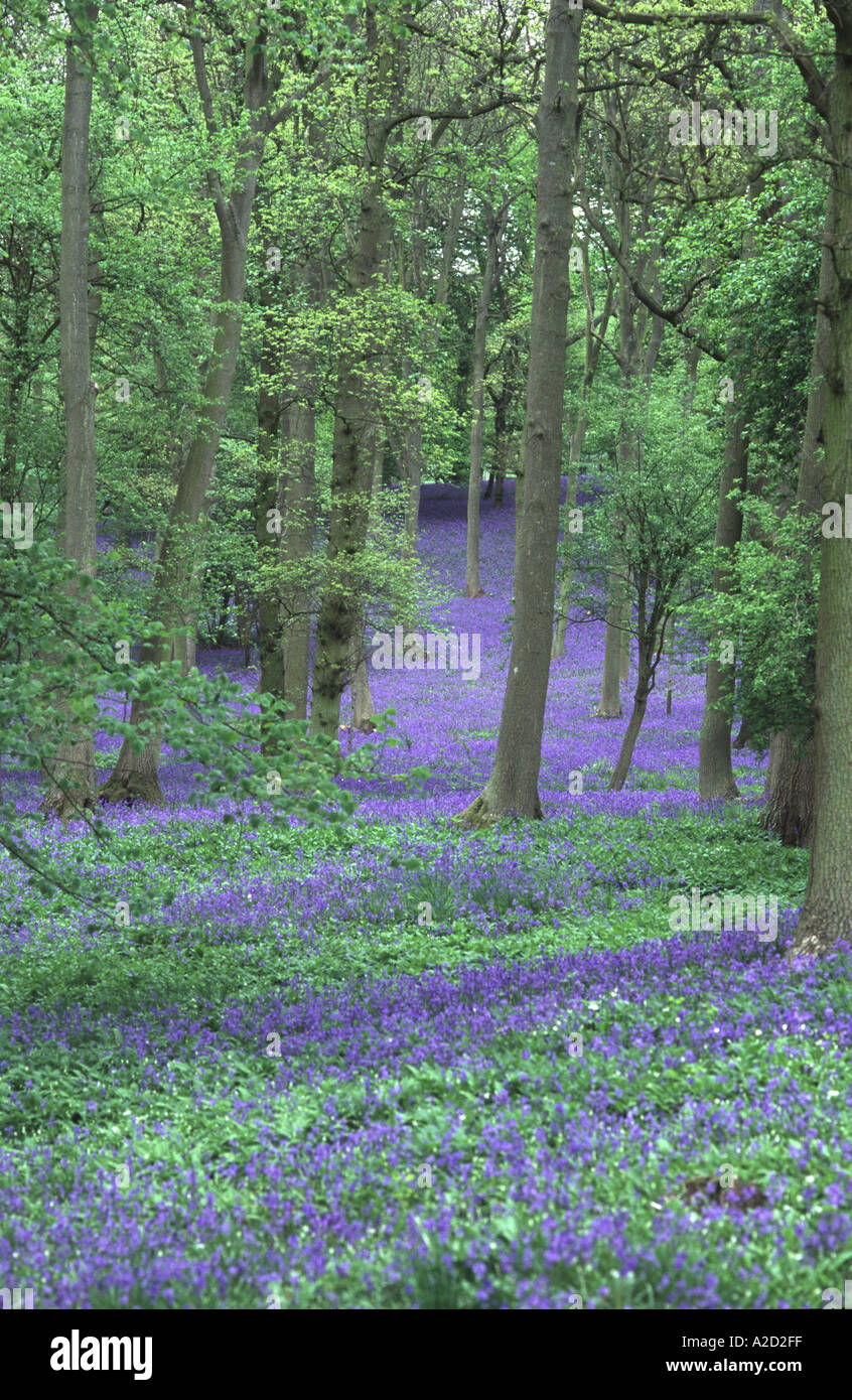 Blue Bell Woods Stock Photo - Alamy